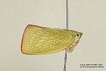 Papua Insects Foundation (Hemiptera/Auchenorrhyncha/leafhopper ...
